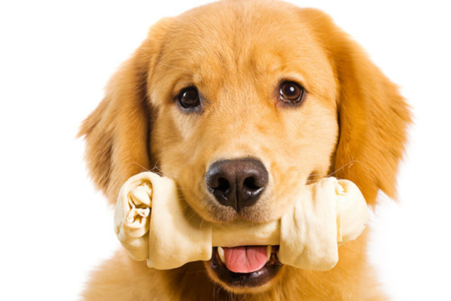 How Safe Are Rawhide Chews for My Dog? – The Woof Club